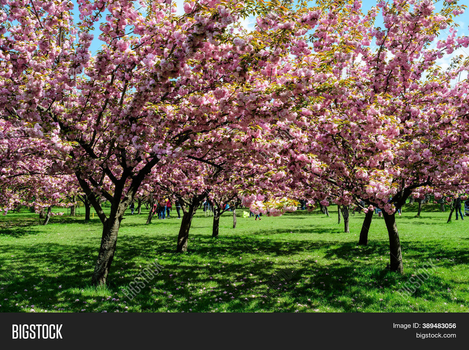 Large Cherry Trees Image & Photo (Free Trial) | Bigstock