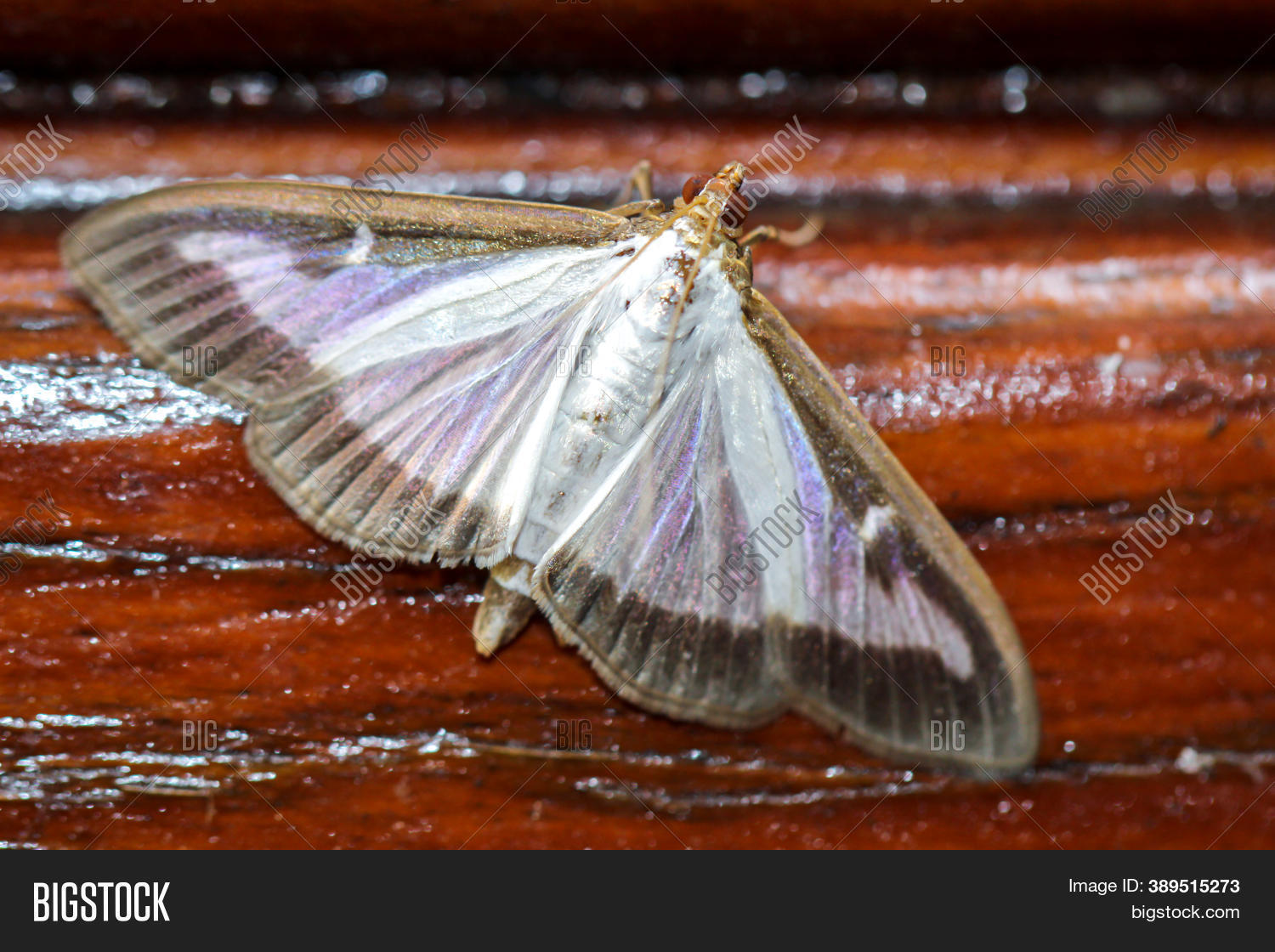 Close- Box Tree Moth. Image & Photo (Free Trial) | Bigstock
