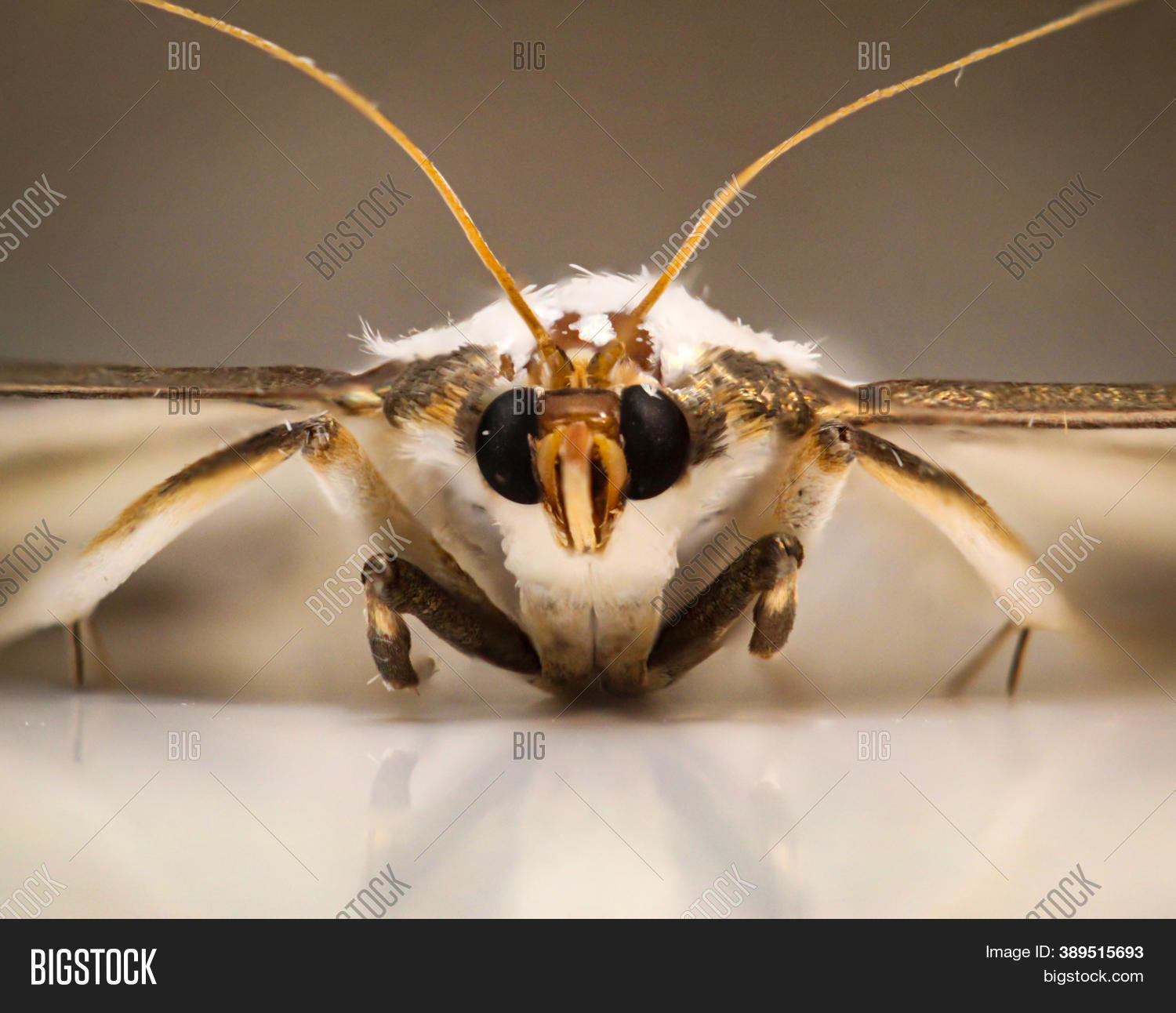 Close- Box Tree Moth. Image & Photo (Free Trial) | Bigstock