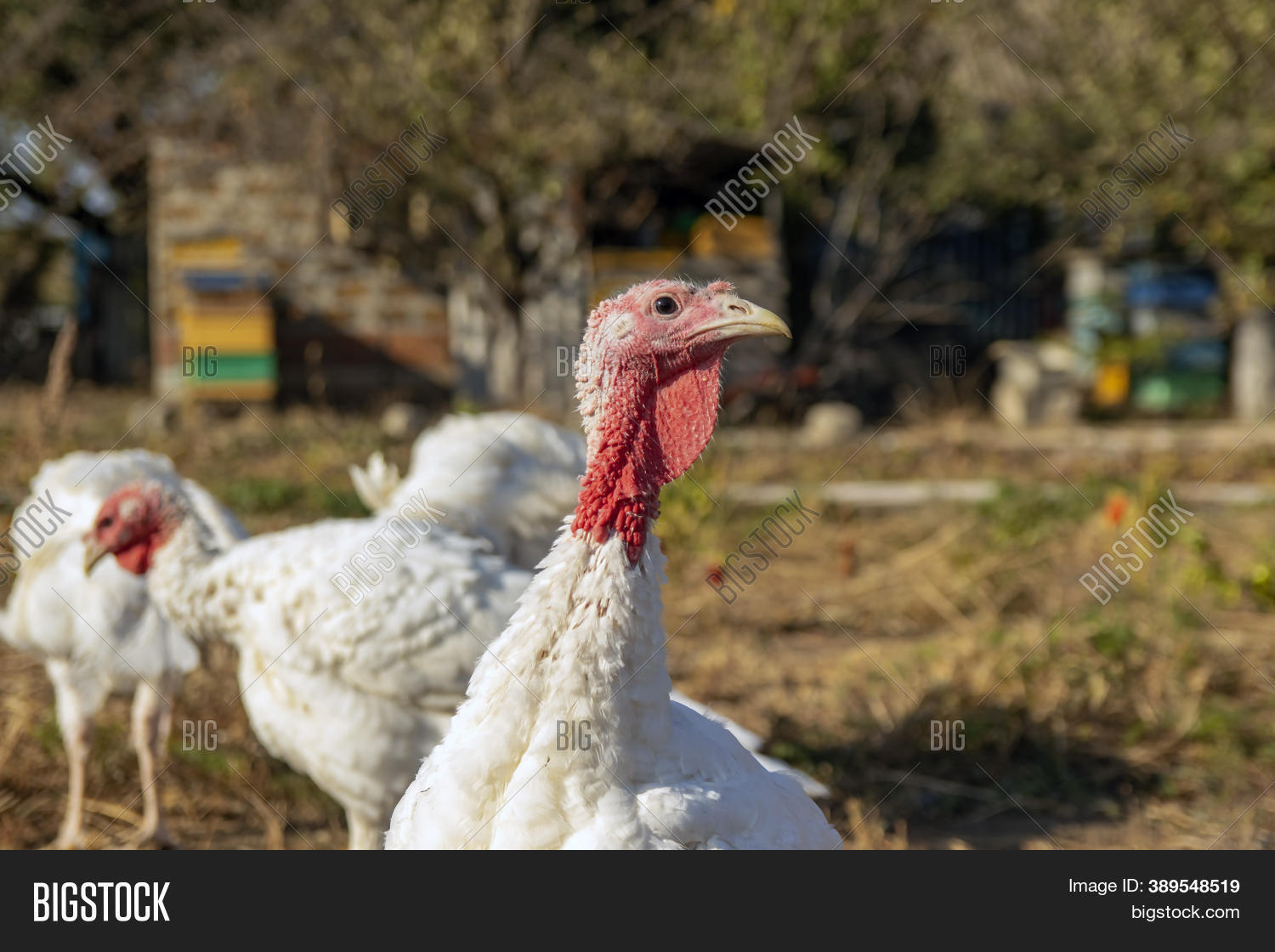 Free-range Turkey. Image & Photo (Free Trial) | Bigstock