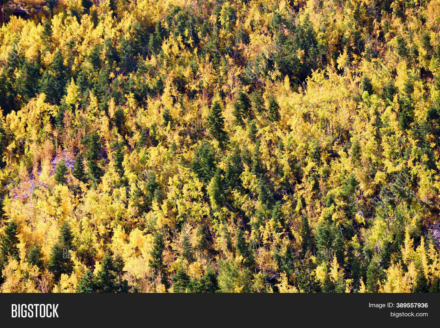 Aerial View Pine Trees Image & Photo (Free Trial) | Bigstock