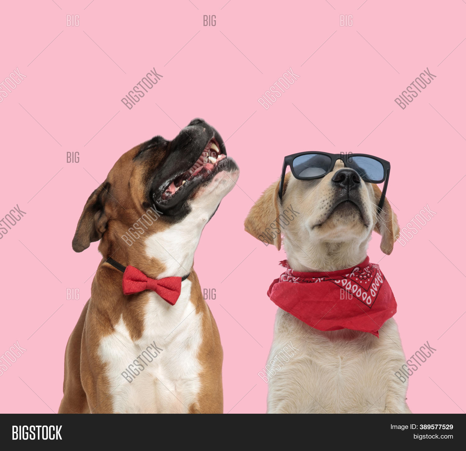 Team Labrador Image & Photo (Free Trial) | Bigstock