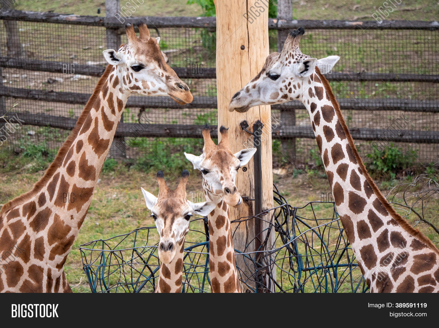 Satisfied Giraffe Image & Photo (Free Trial) | Bigstock