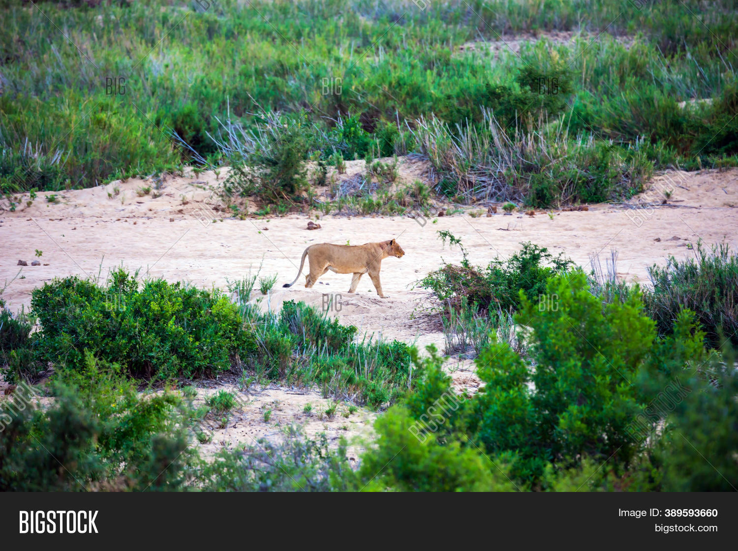 African Young Lioness Image & Photo (Free Trial) | Bigstock