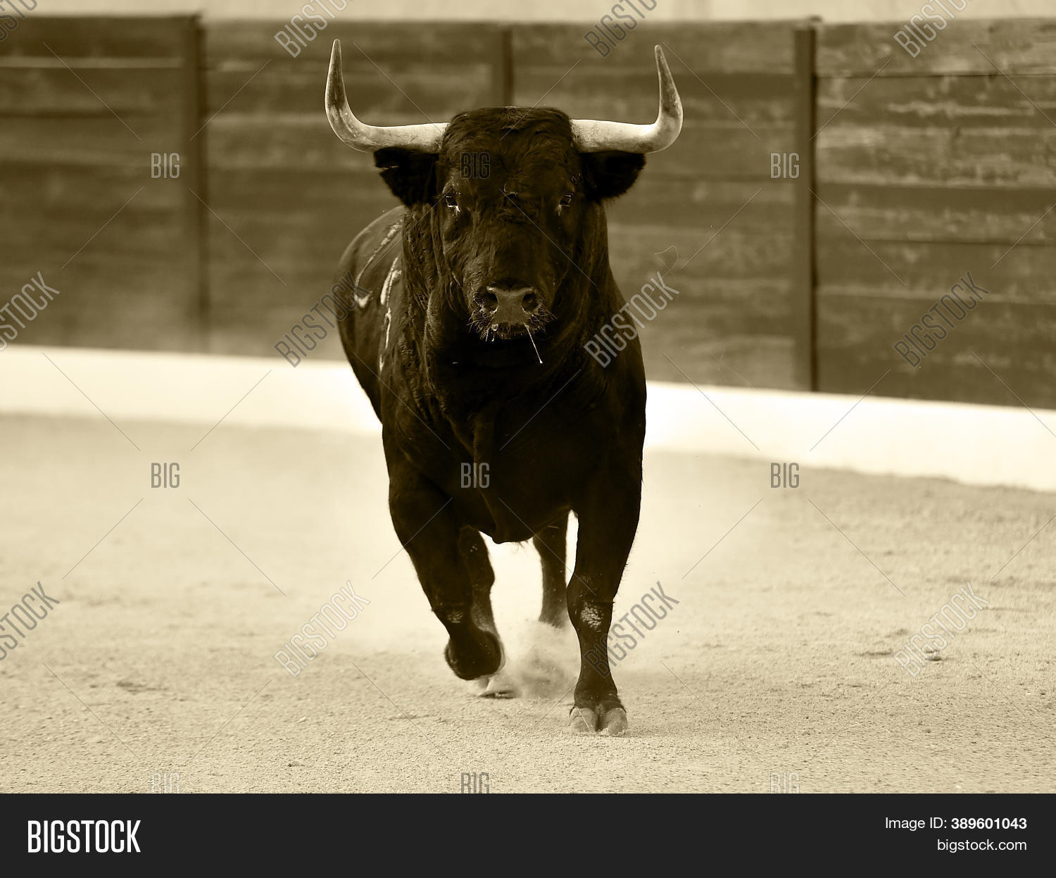 Strong Powerful Bull Image & Photo (Free Trial) | Bigstock
