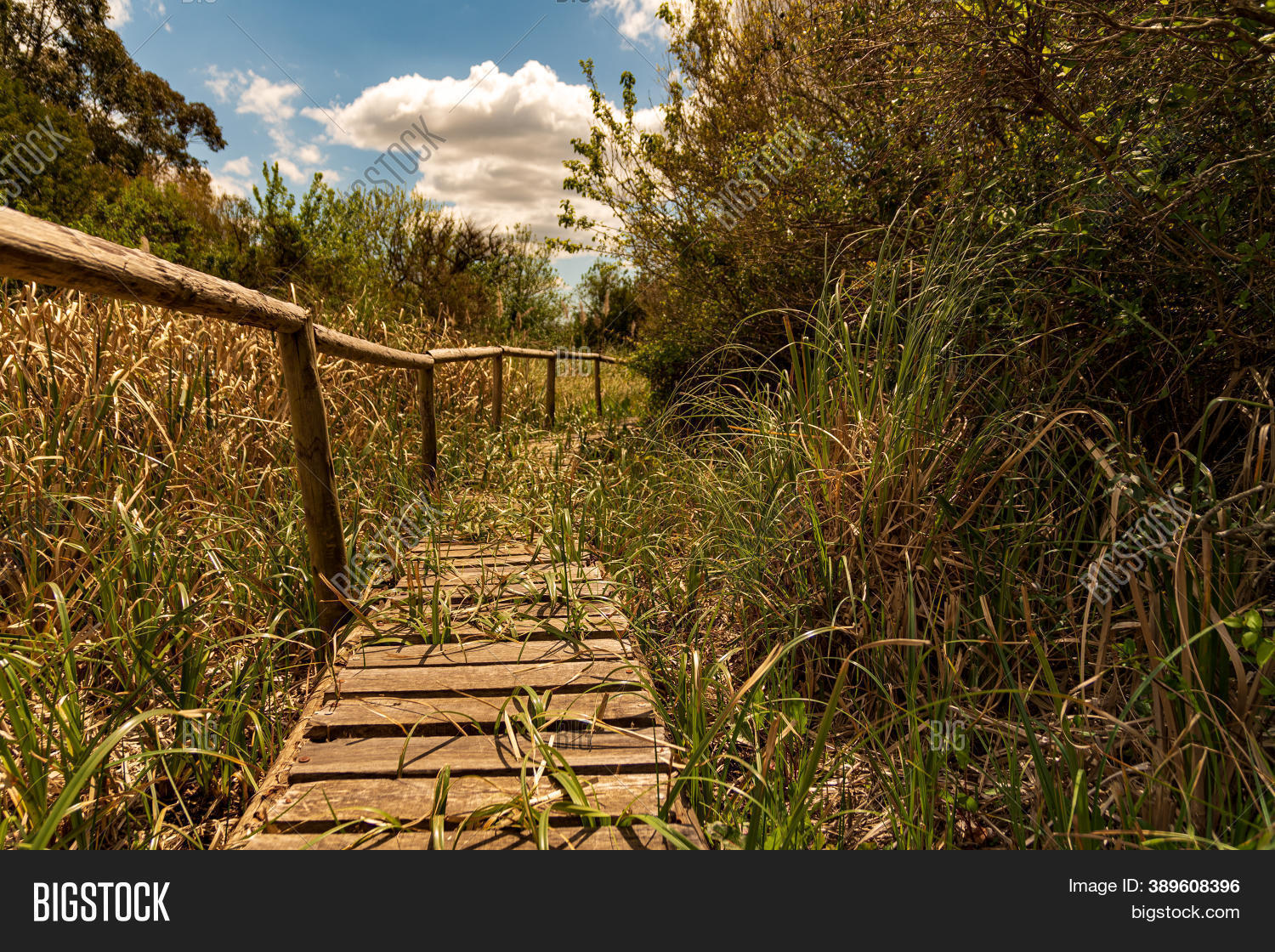 Beautiful Natural Park Image & Photo (Free Trial) | Bigstock