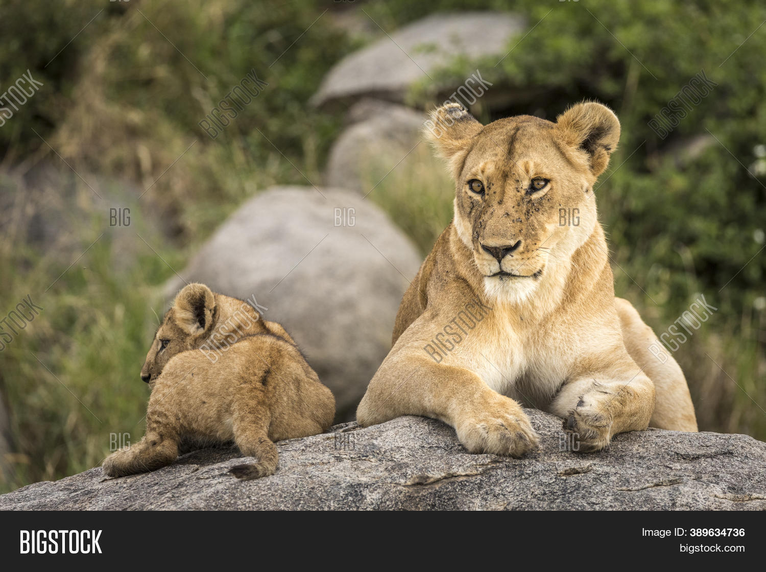 Female Lioness Her Image & Photo (Free Trial) | Bigstock