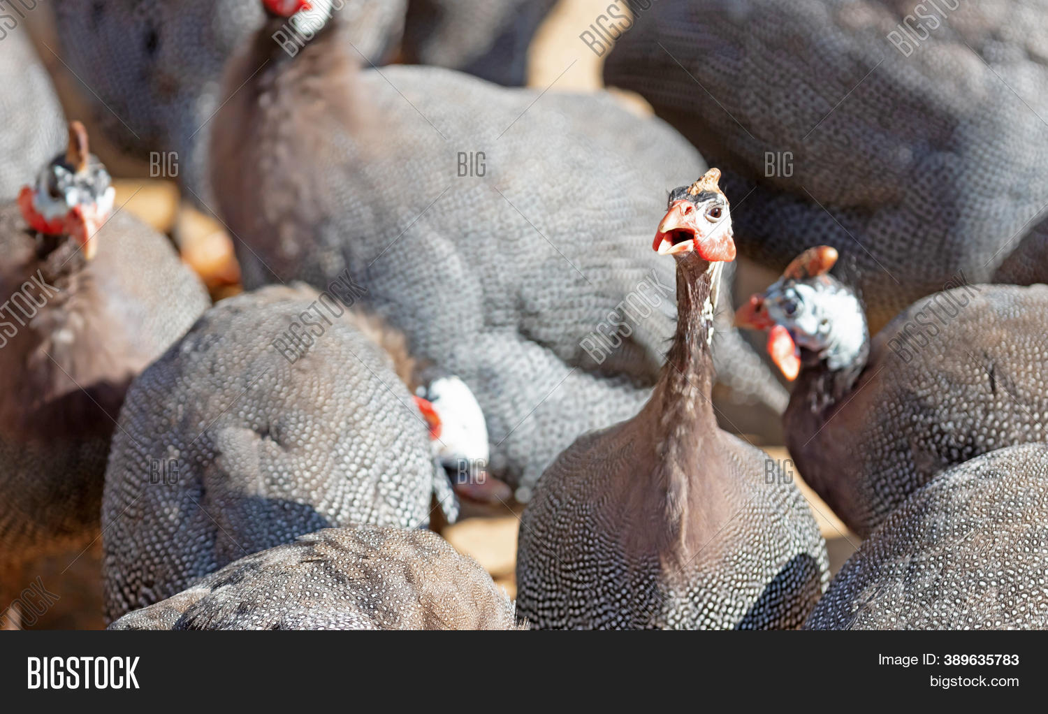 Many Guinea Fowls, Image & Photo (Free Trial) | Bigstock
