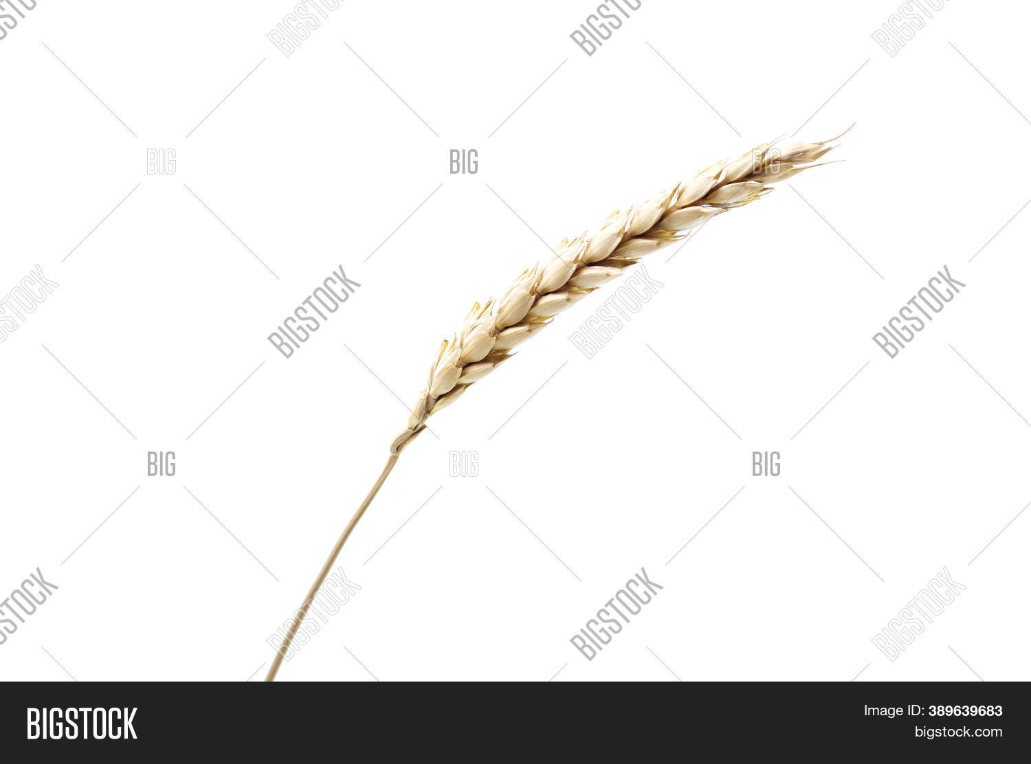 Spikelet Wheat On Image & Photo (Free Trial) | Bigstock