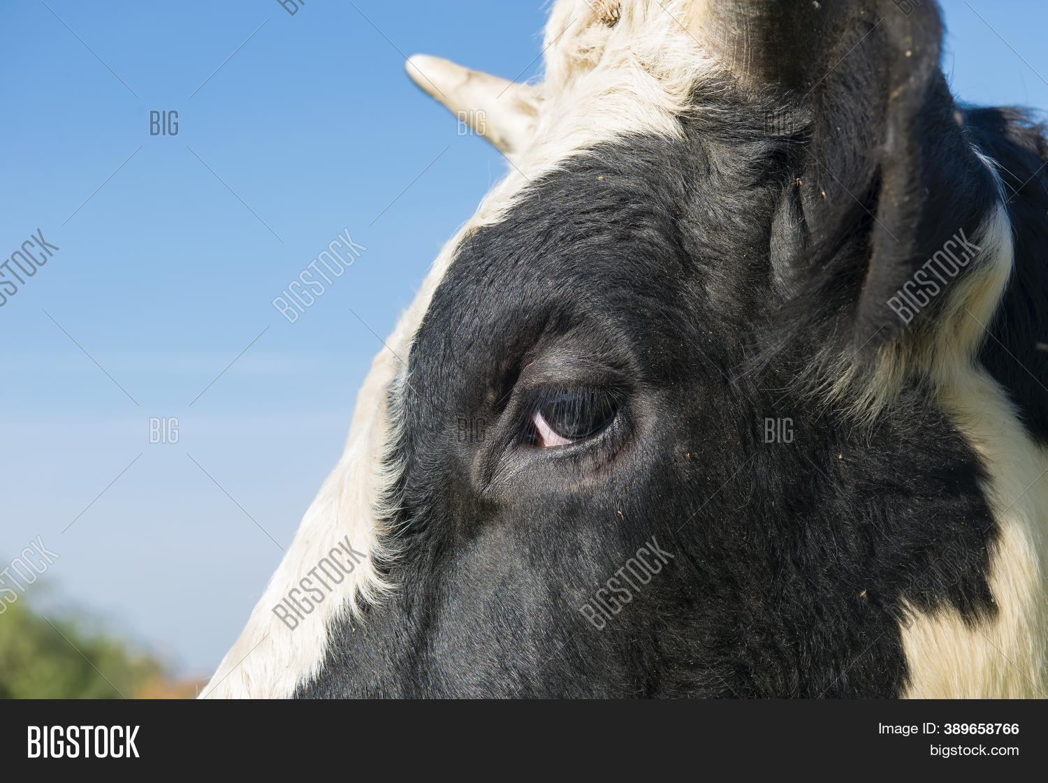 Sad Look Big Black Image & Photo (Free Trial) | Bigstock