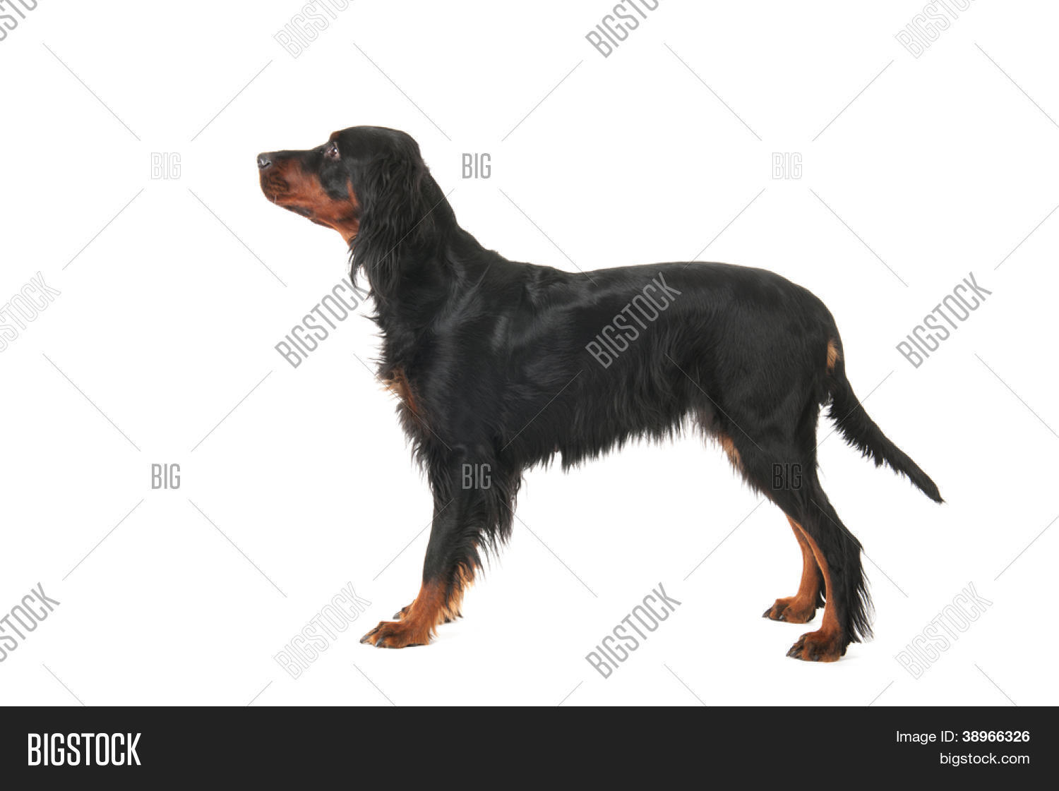 Sitting Gordon Setter Image & Photo (Free Trial) | Bigstock