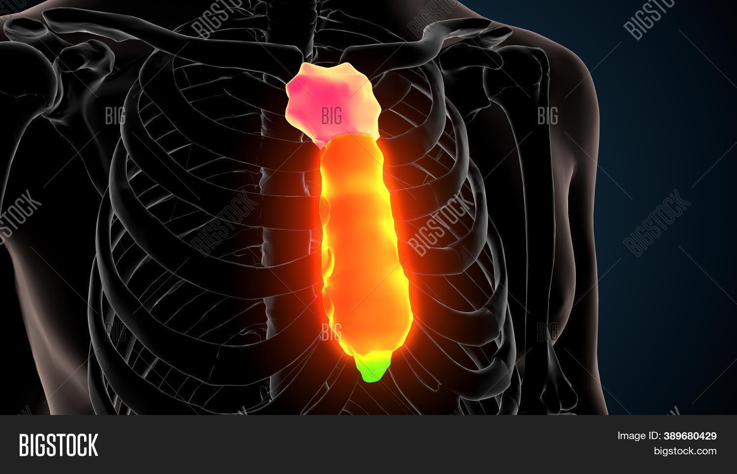 3d Illustration Human Image & Photo (Free Trial) | Bigstock