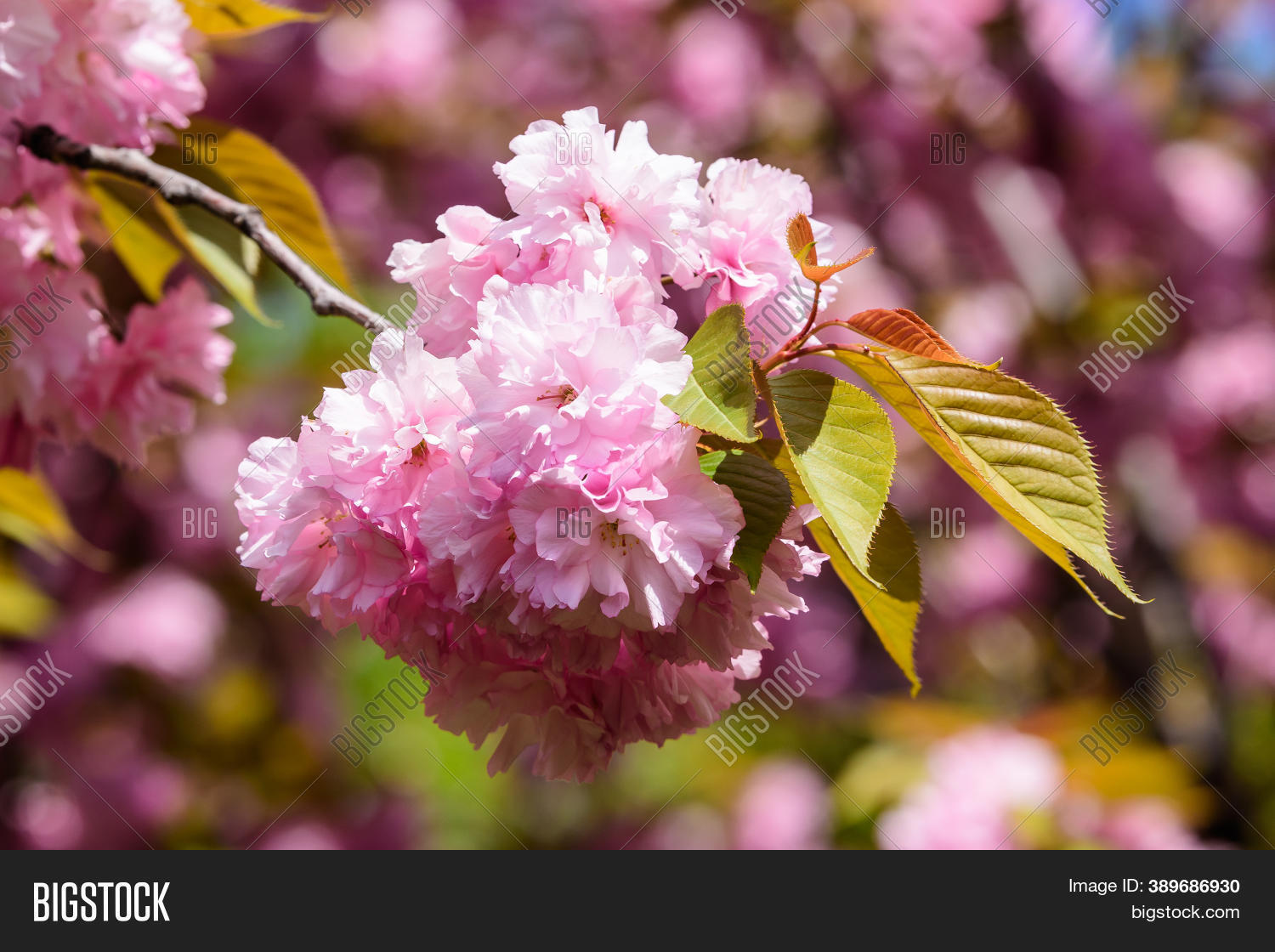 Large Cherry Trees Image & Photo (Free Trial) | Bigstock