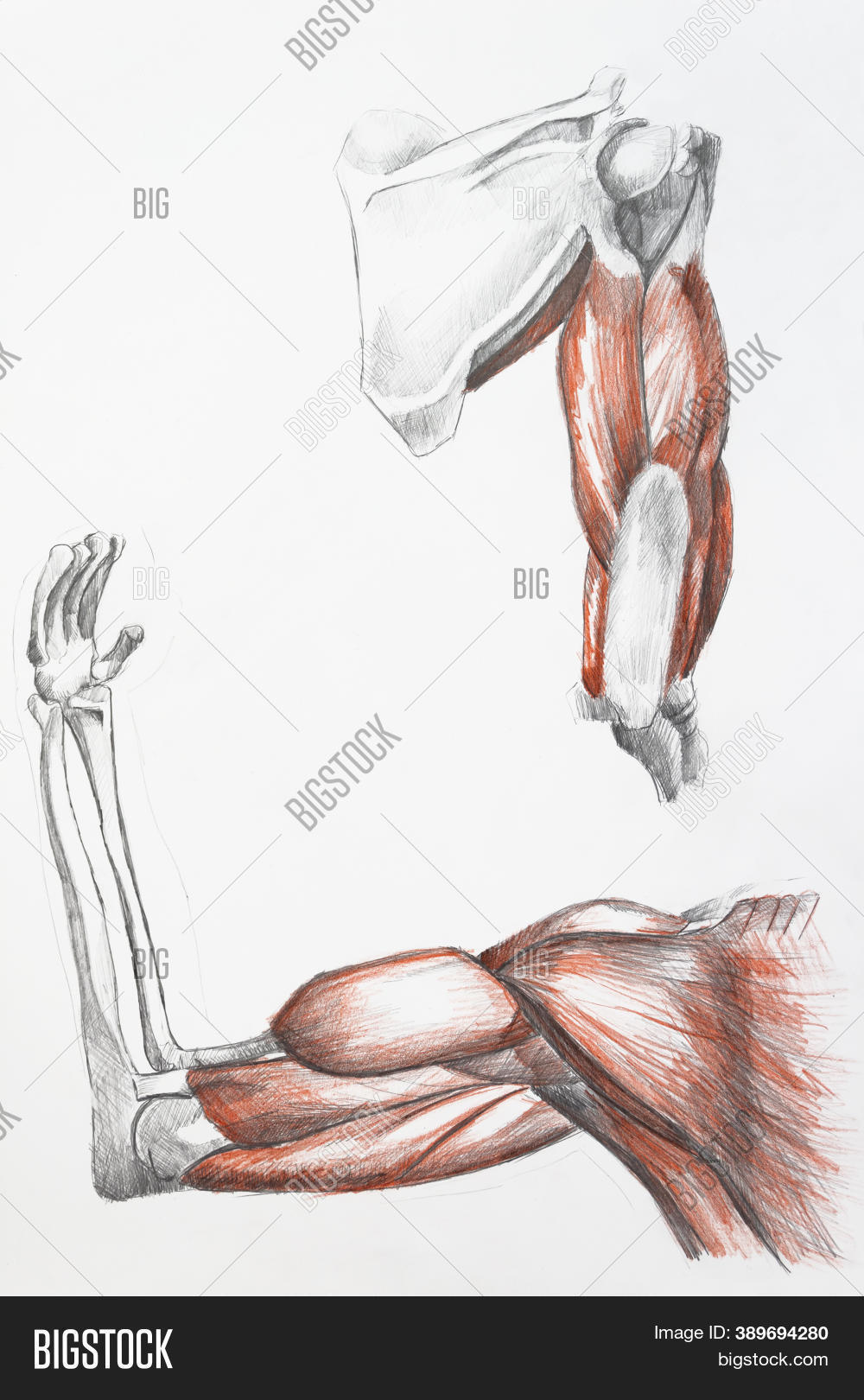Hands Muscles Painting Image & Photo (Free Trial) | Bigstock