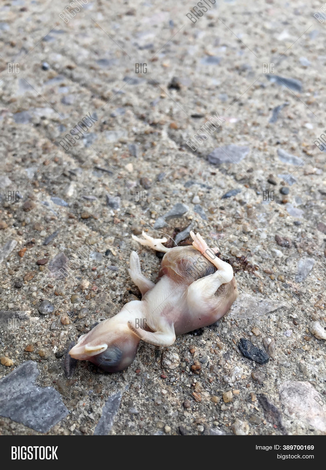 Newborn Bird Falling Image & Photo (Free Trial) | Bigstock