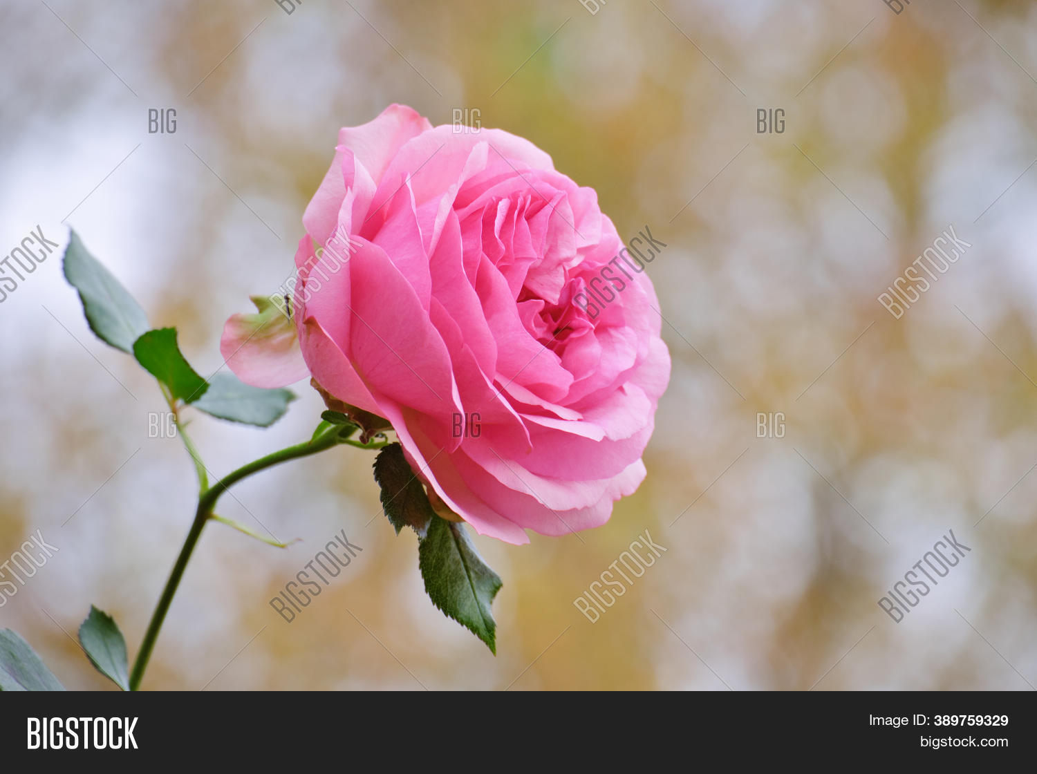 One Big Pink Rose Image & Photo (Free Trial) | Bigstock