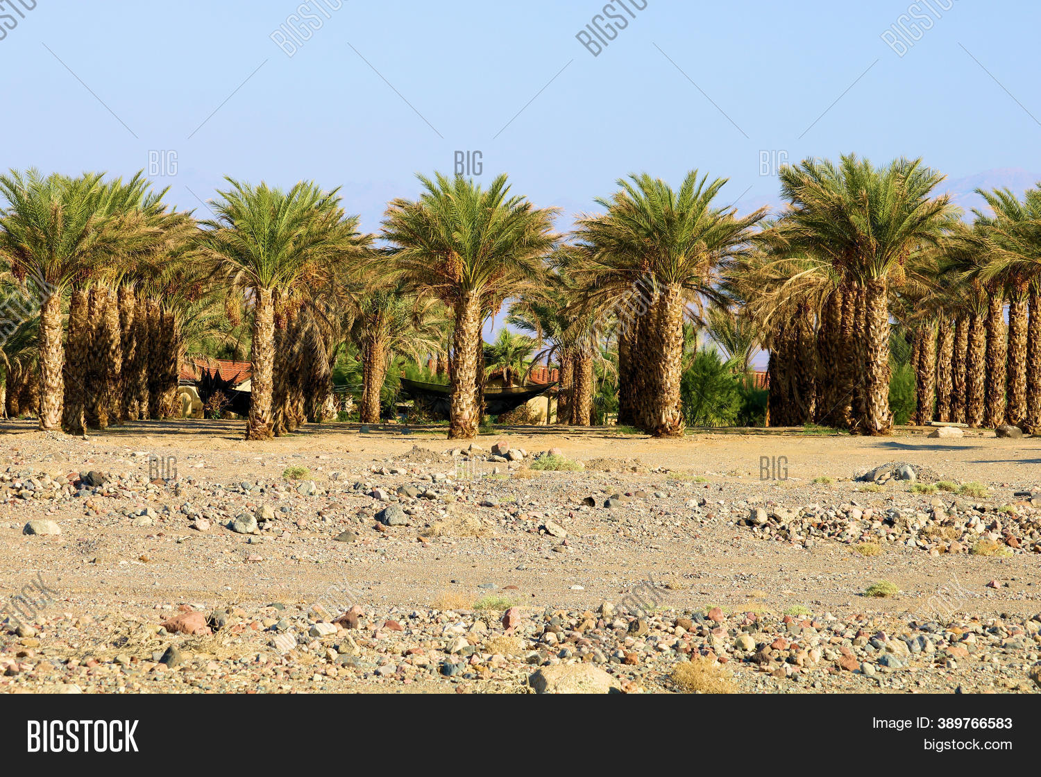 Rows Date Palm Trees Image & Photo (Free Trial) | Bigstock