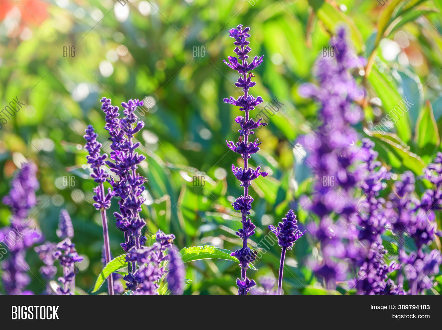 Blue Salvia Farinacea Image & Photo (Free Trial) | Bigstock