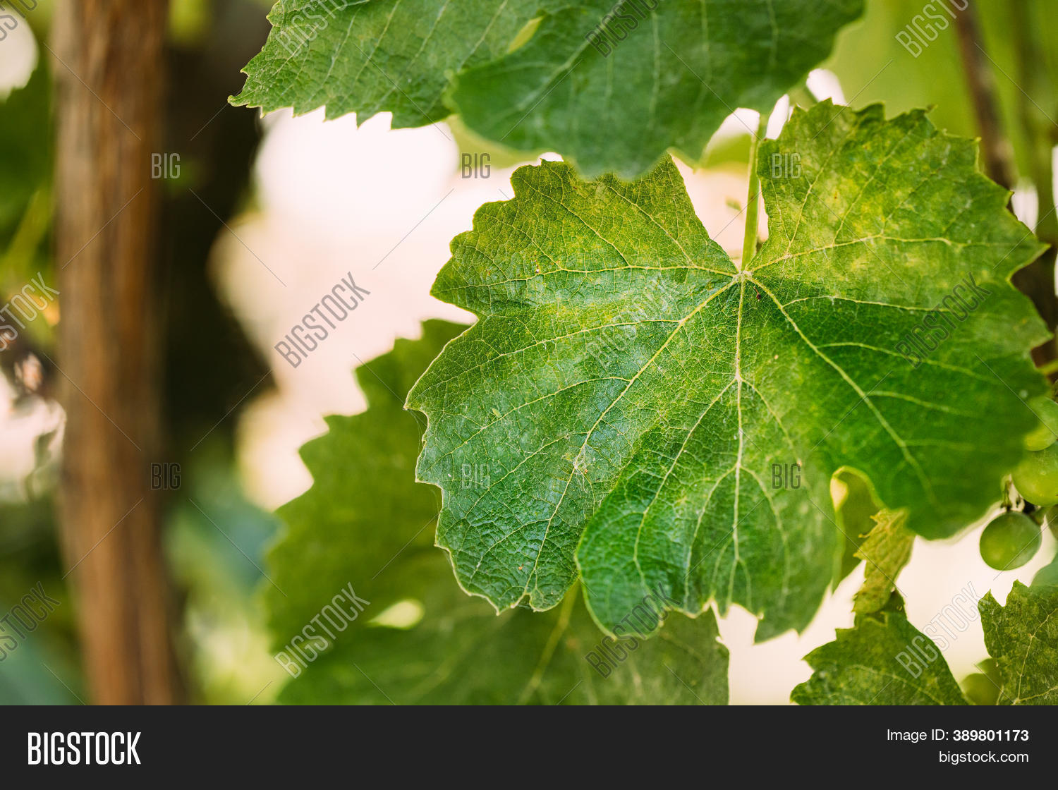 Powdery Mildew On Image & Photo (Free Trial) | Bigstock