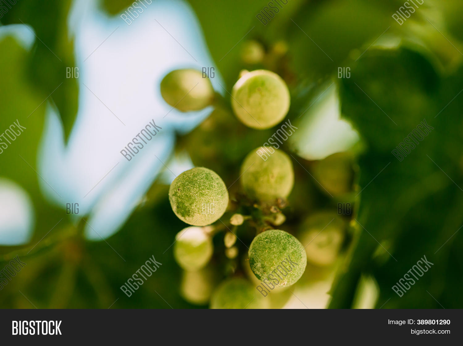 Powdery Mildew On Image & Photo (Free Trial) | Bigstock