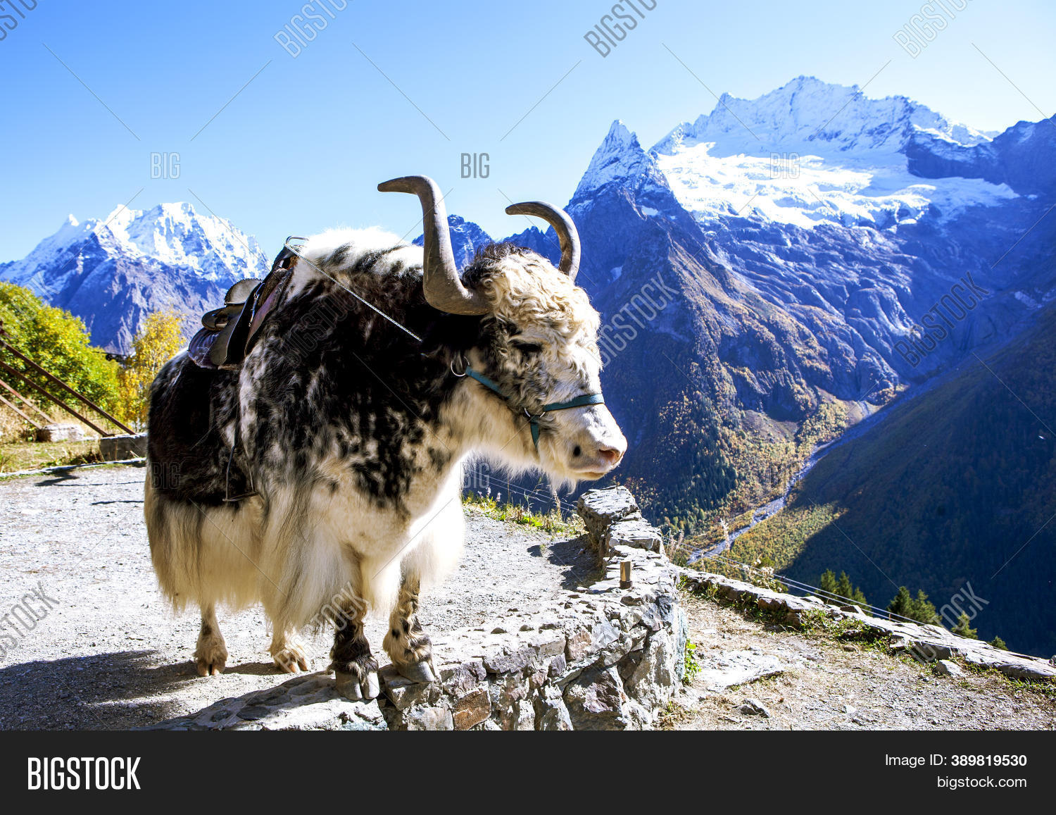 Yak (bull) Against Image & Photo (Free Trial) | Bigstock