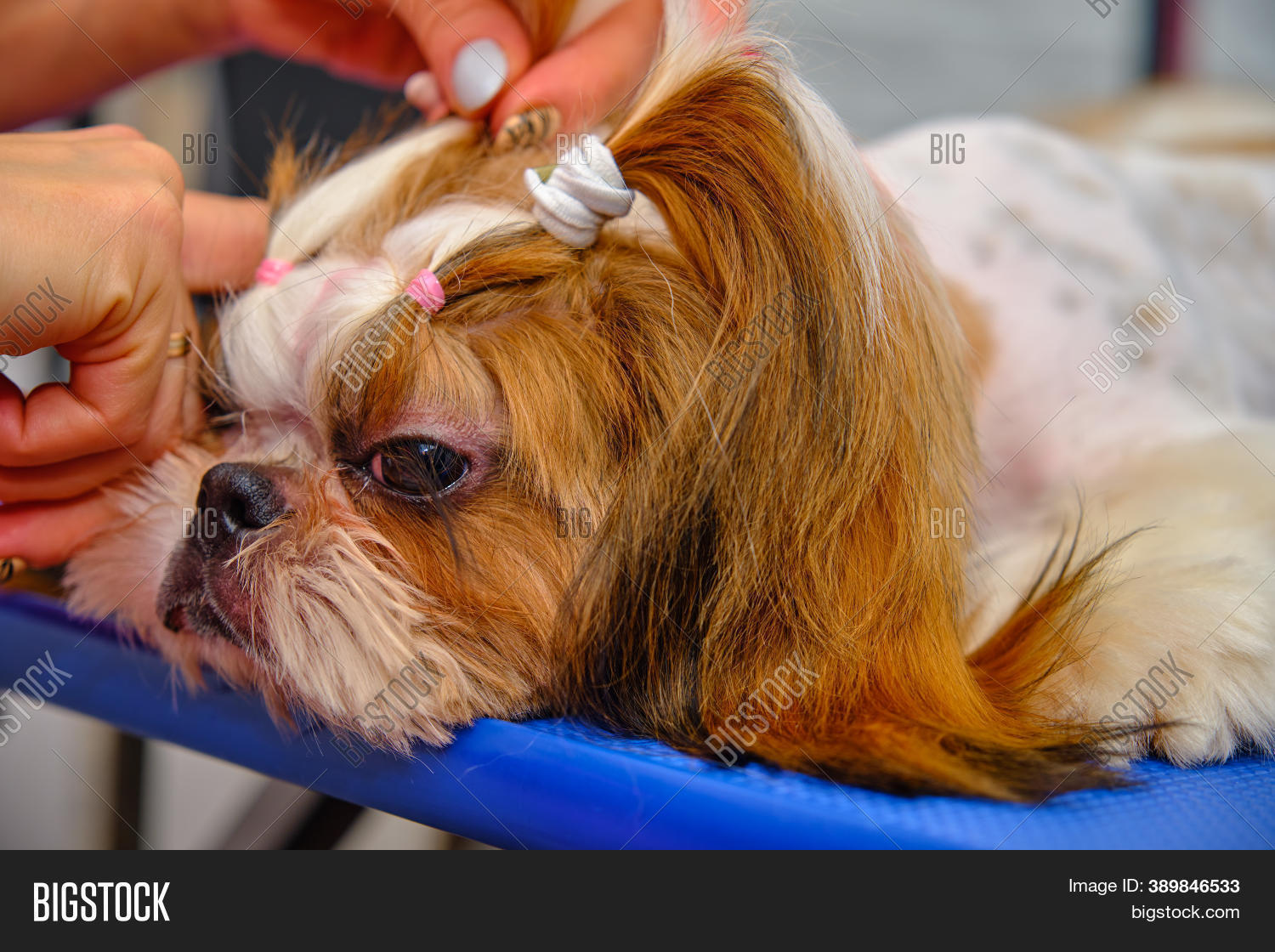 Shih Tzu Dog Lies On Image & Photo (Free Trial) | Bigstock