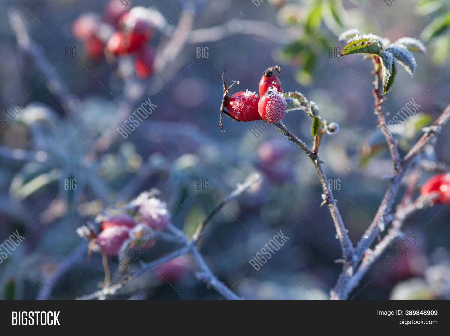 Rosehip Leaves Berries Image & Photo (Free Trial) | Bigstock