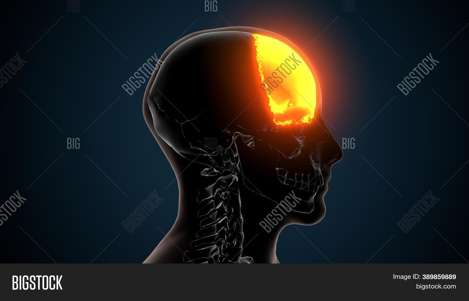 3d Illustration Human Image & Photo (Free Trial) | Bigstock