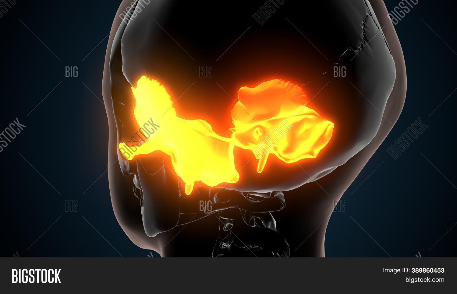 3d Illustration Human Image & Photo (Free Trial) | Bigstock