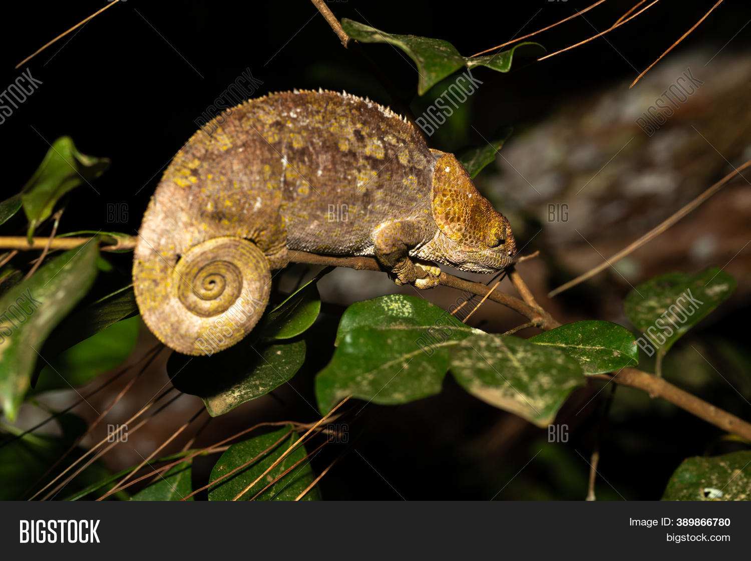 Chameleon On Branch Image & Photo (Free Trial) | Bigstock