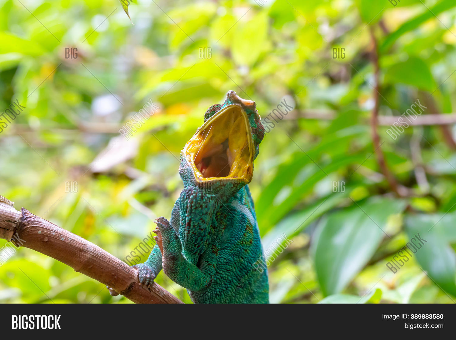 Chameleon On Branch Image & Photo (Free Trial) | Bigstock