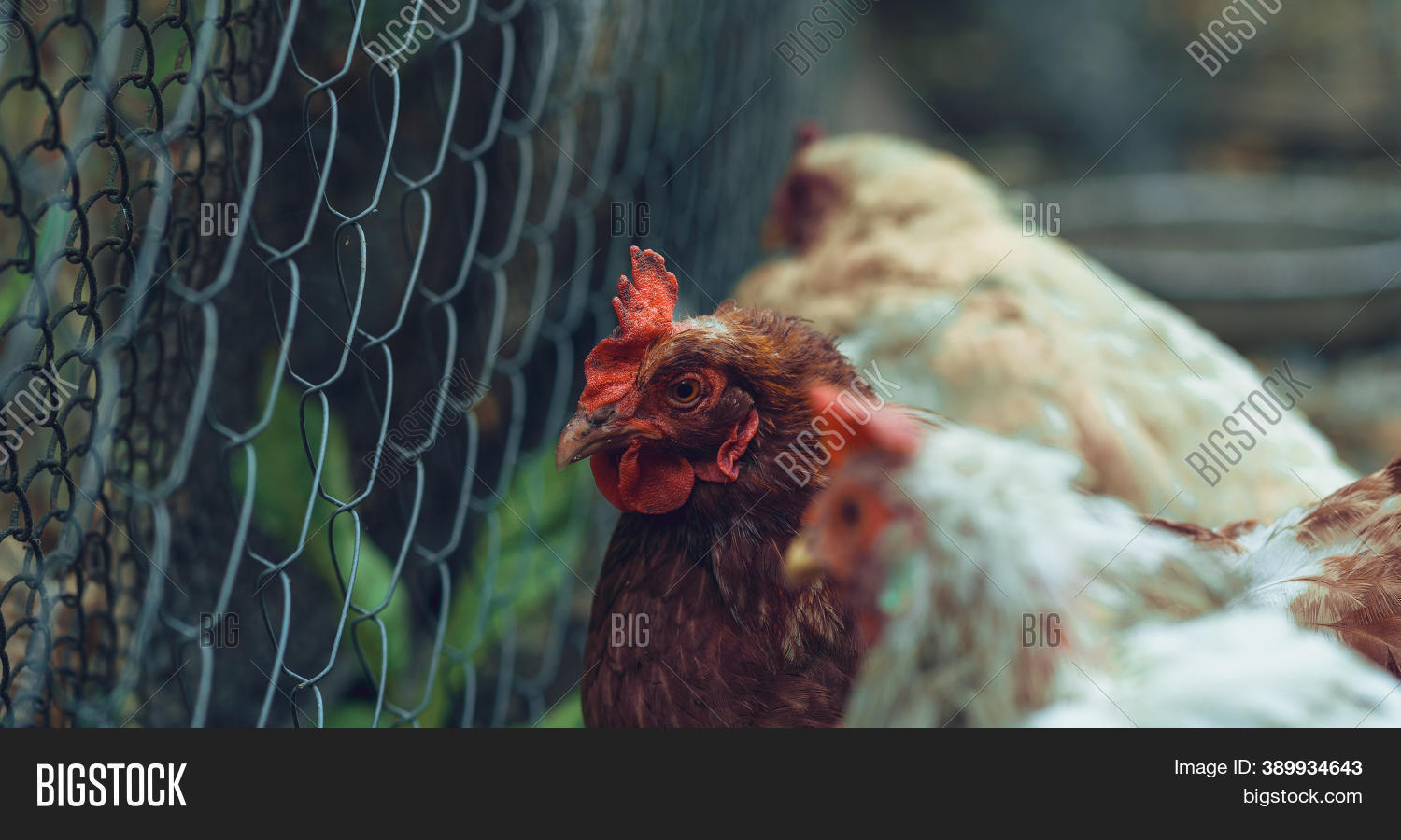 Chicken Near Net Fence Image & Photo (Free Trial) | Bigstock