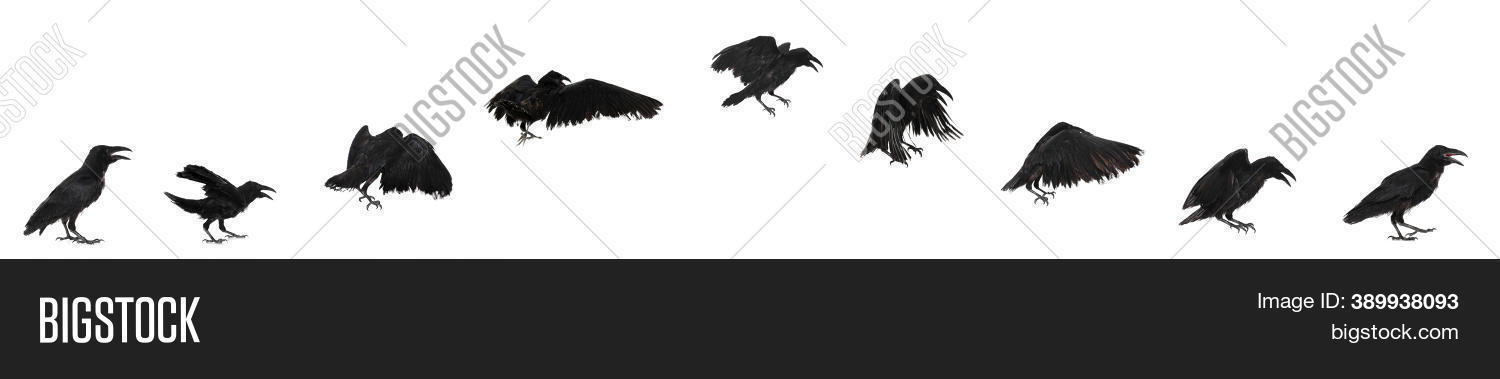 Collage Black Raven Image & Photo (Free Trial) | Bigstock