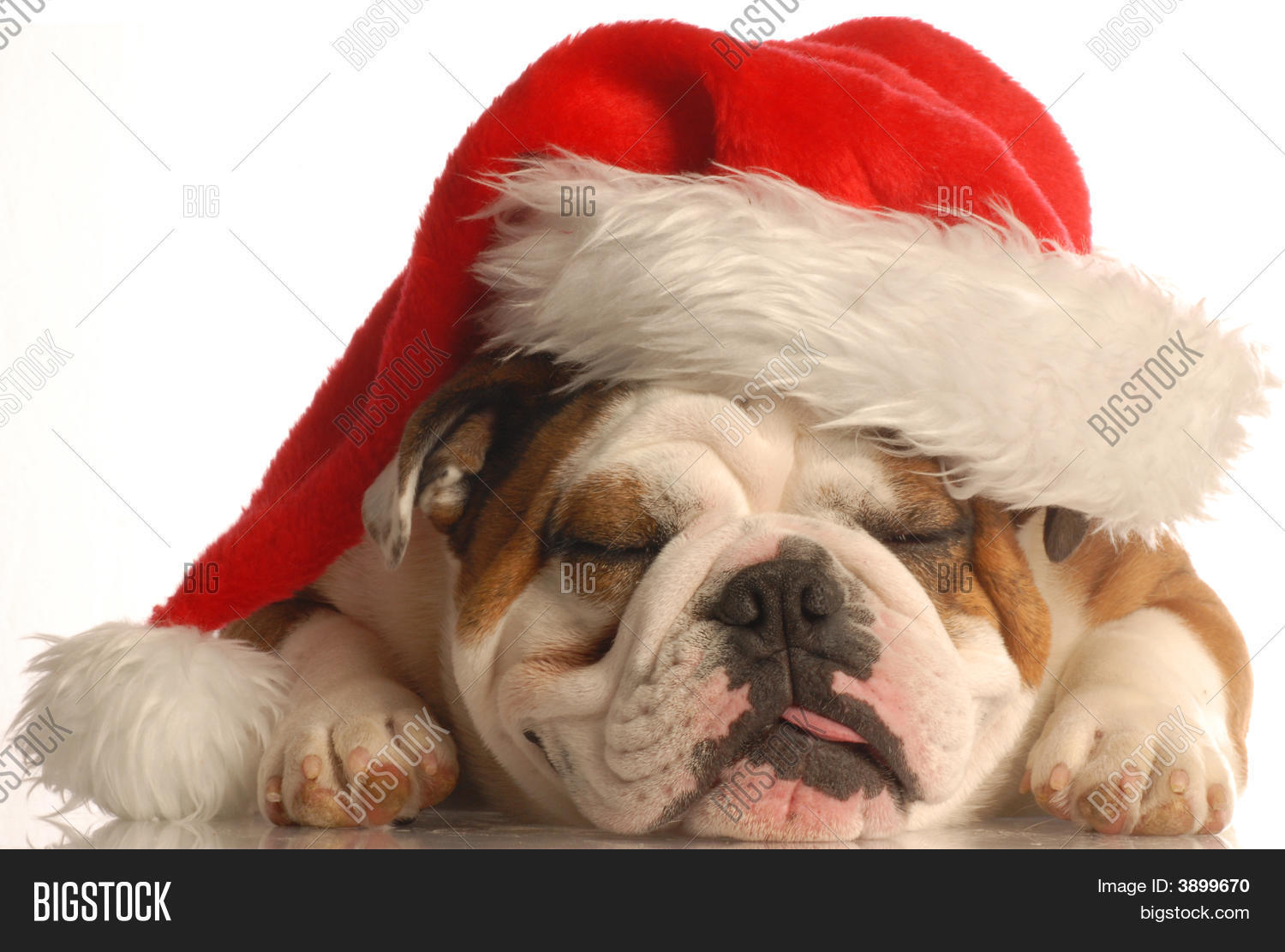 Bulldog Wearing Santa Image & Photo (Free Trial) | Bigstock