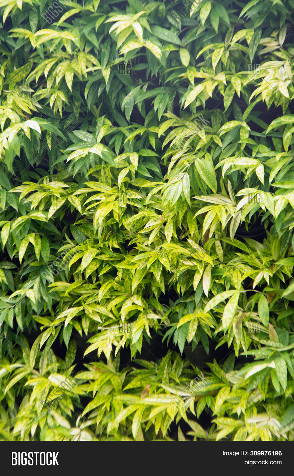 Green Leaf Texture Image & Photo (Free Trial) | Bigstock