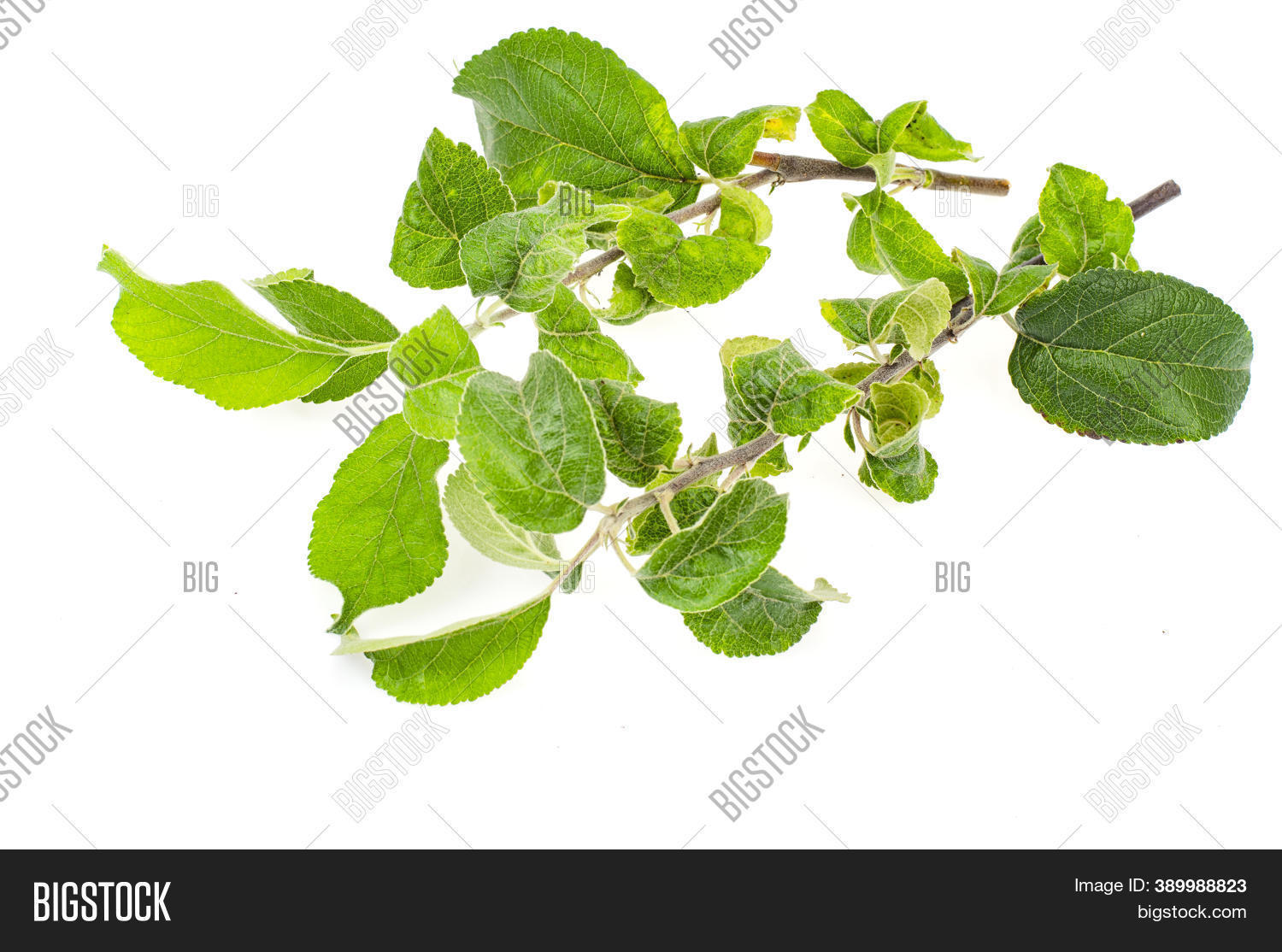 Apple Tree Twigs Image & Photo (Free Trial) | Bigstock