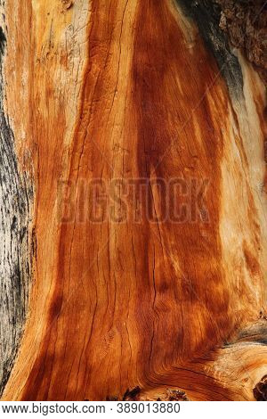 Golden Tree Trunk Wood Image & Photo (Free Trial) | Bigstock