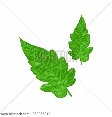 Tomato Leaf Vector Vector & Photo (Free Trial) | Bigstock
