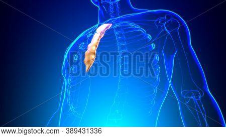 Human Skeleton Sternum Image & Photo (Free Trial) | Bigstock