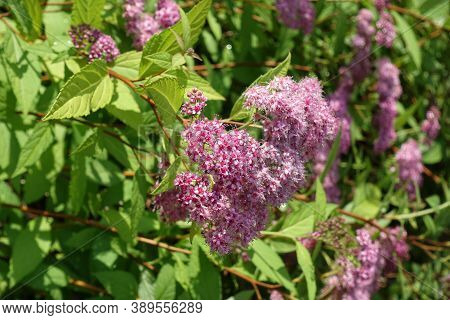 Corymb Pink Flowers Image & Photo (Free Trial) | Bigstock