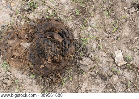 Cow Poop Images, Illustrations & Vectors (Free) - Bigstock