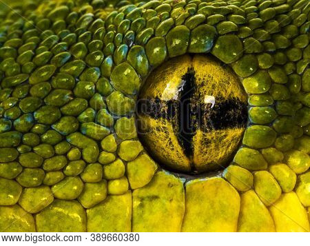 Close Full Frame Eye Image & Photo (Free Trial) | Bigstock