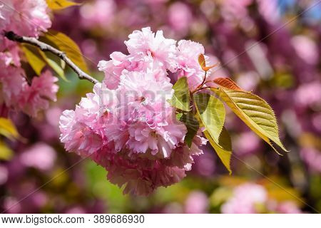 Large Cherry Trees Image & Photo (Free Trial) | Bigstock