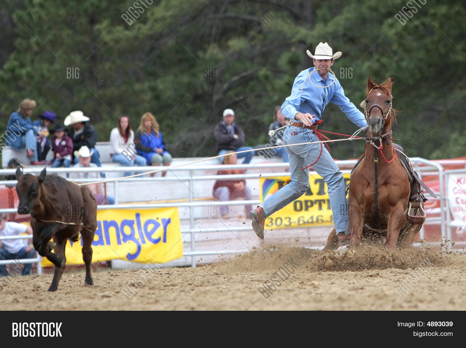 Rodeo - Calf Roping Image & Photo (Free Trial) | Bigstock
