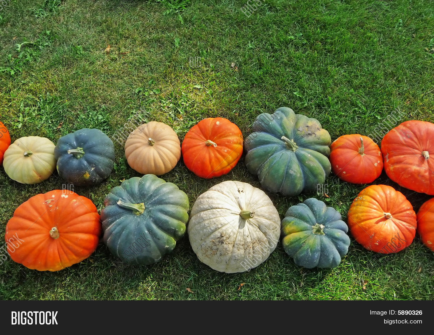 Various Pumpkin Image & Photo (Free Trial) | Bigstock