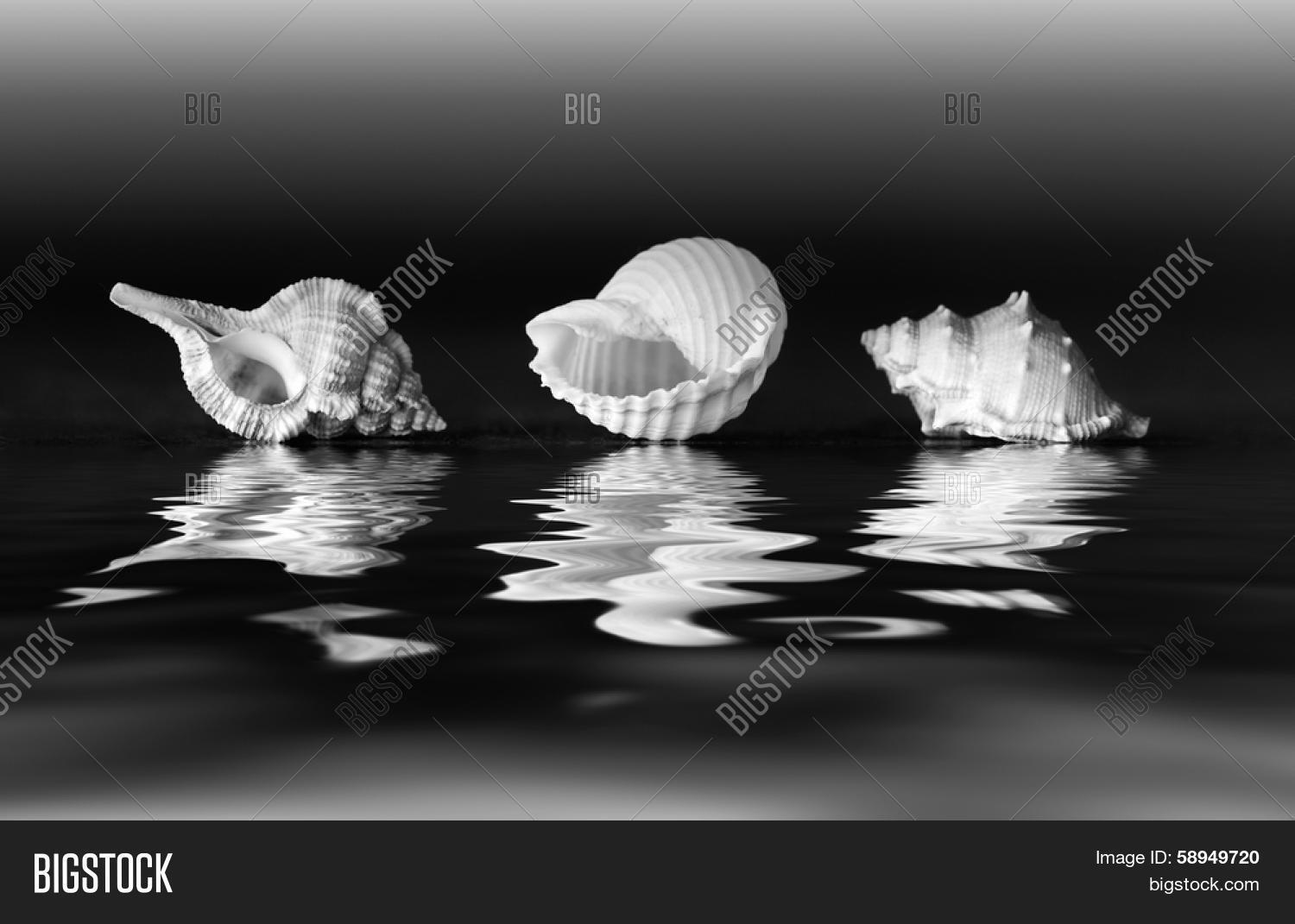 Three Seashells Image & Photo (Free Trial) | Bigstock