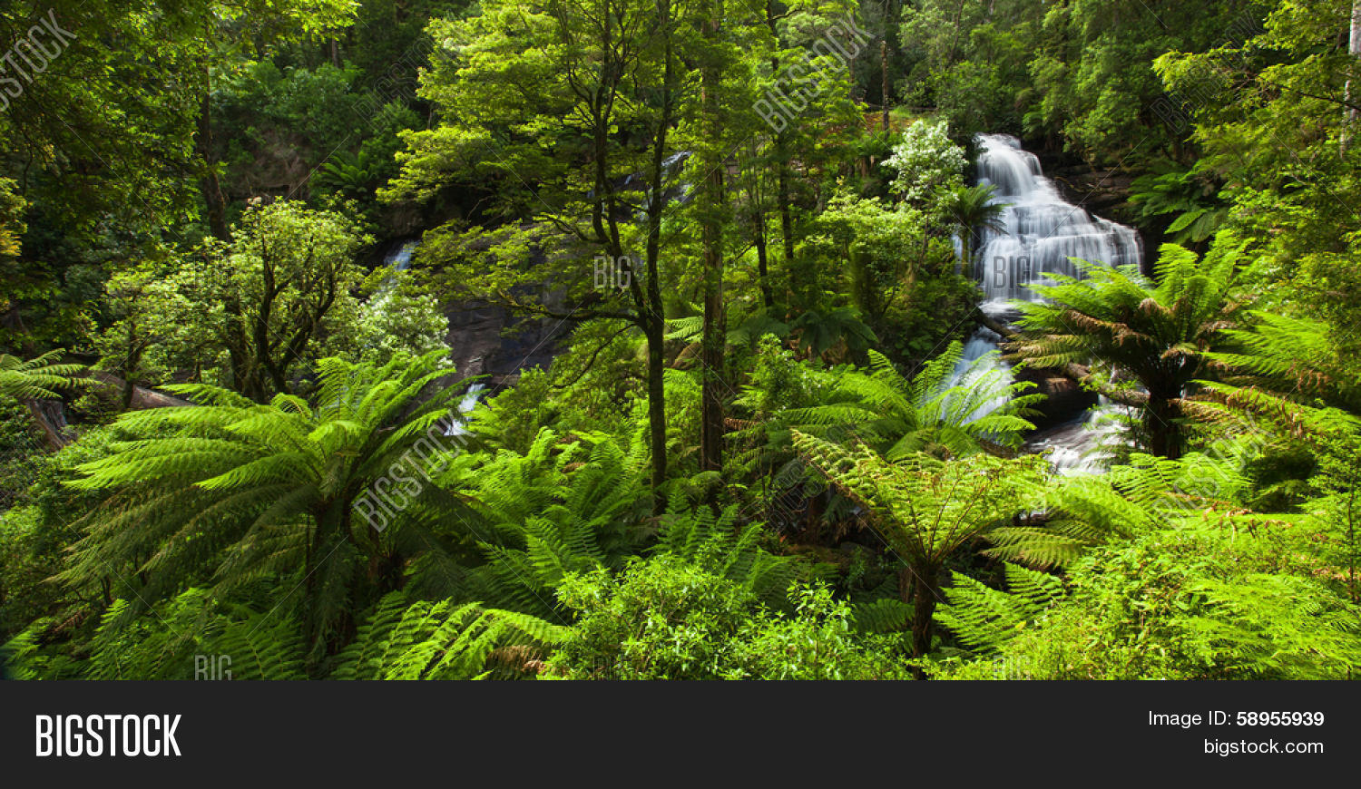 Beautiful Rainforest Image & Photo (Free Trial) | Bigstock