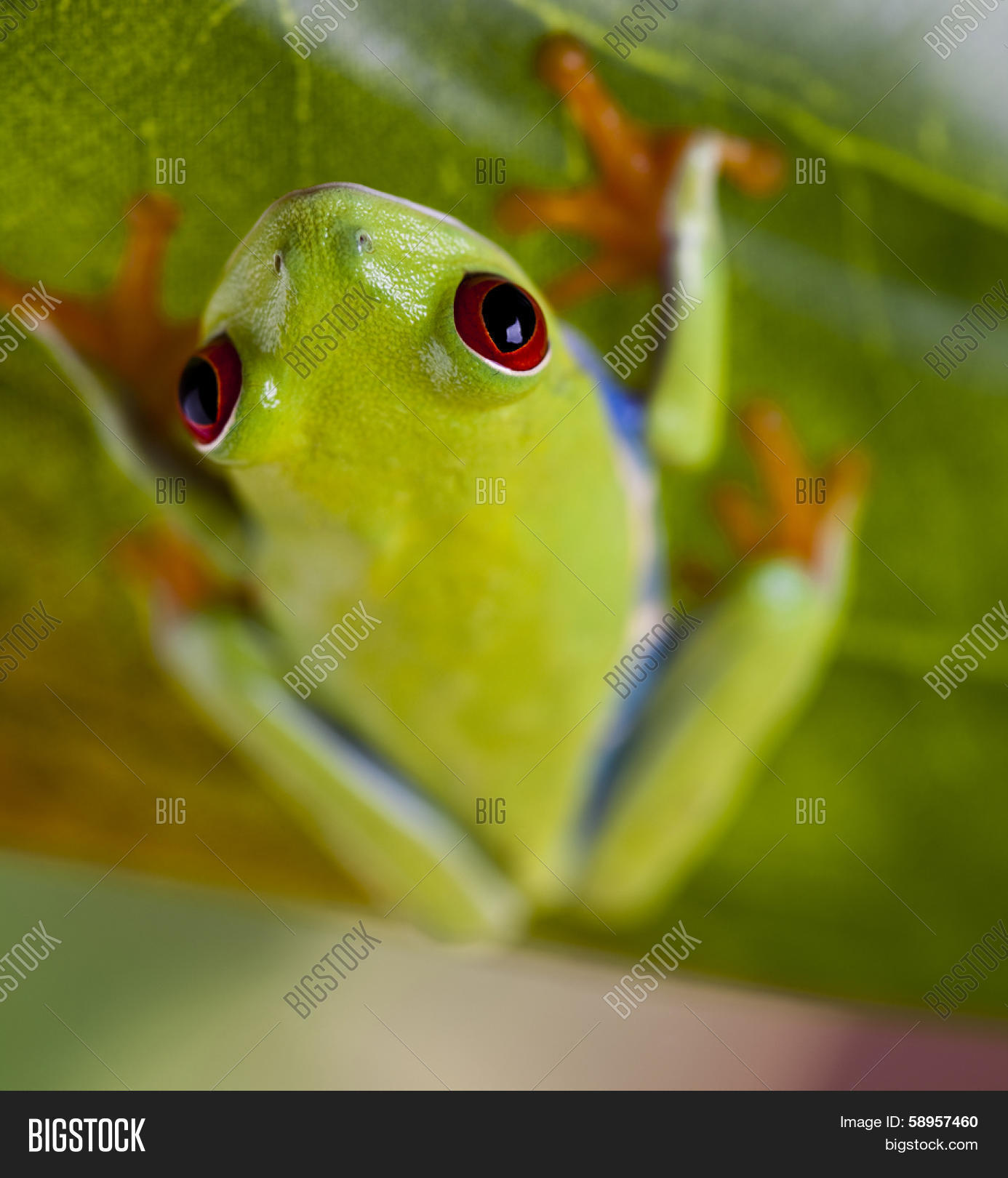 Green Tree Frog Image & Photo (Free Trial) | Bigstock
