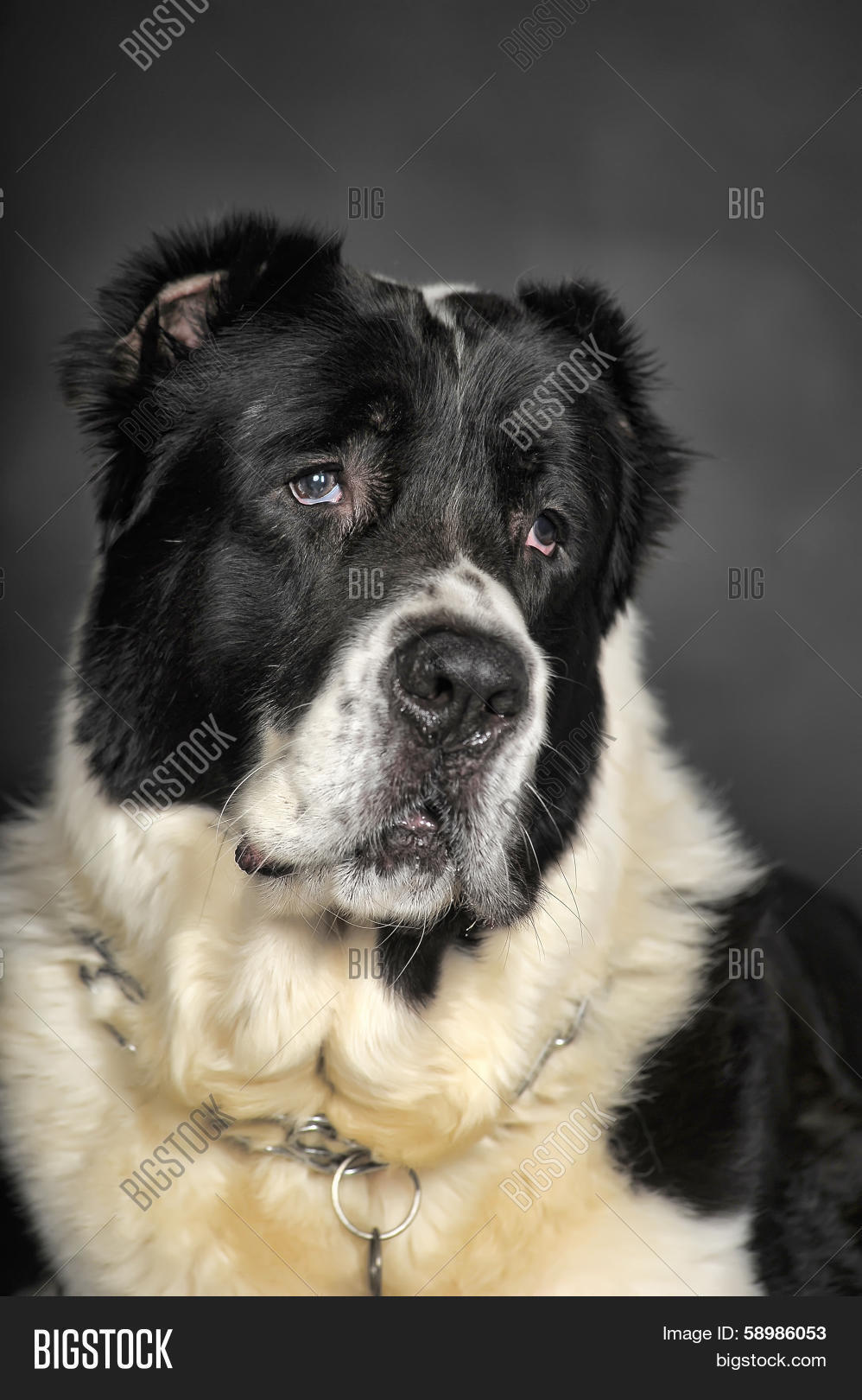Asian Shepherd Dog Image & Photo (Free Trial) | Bigstock