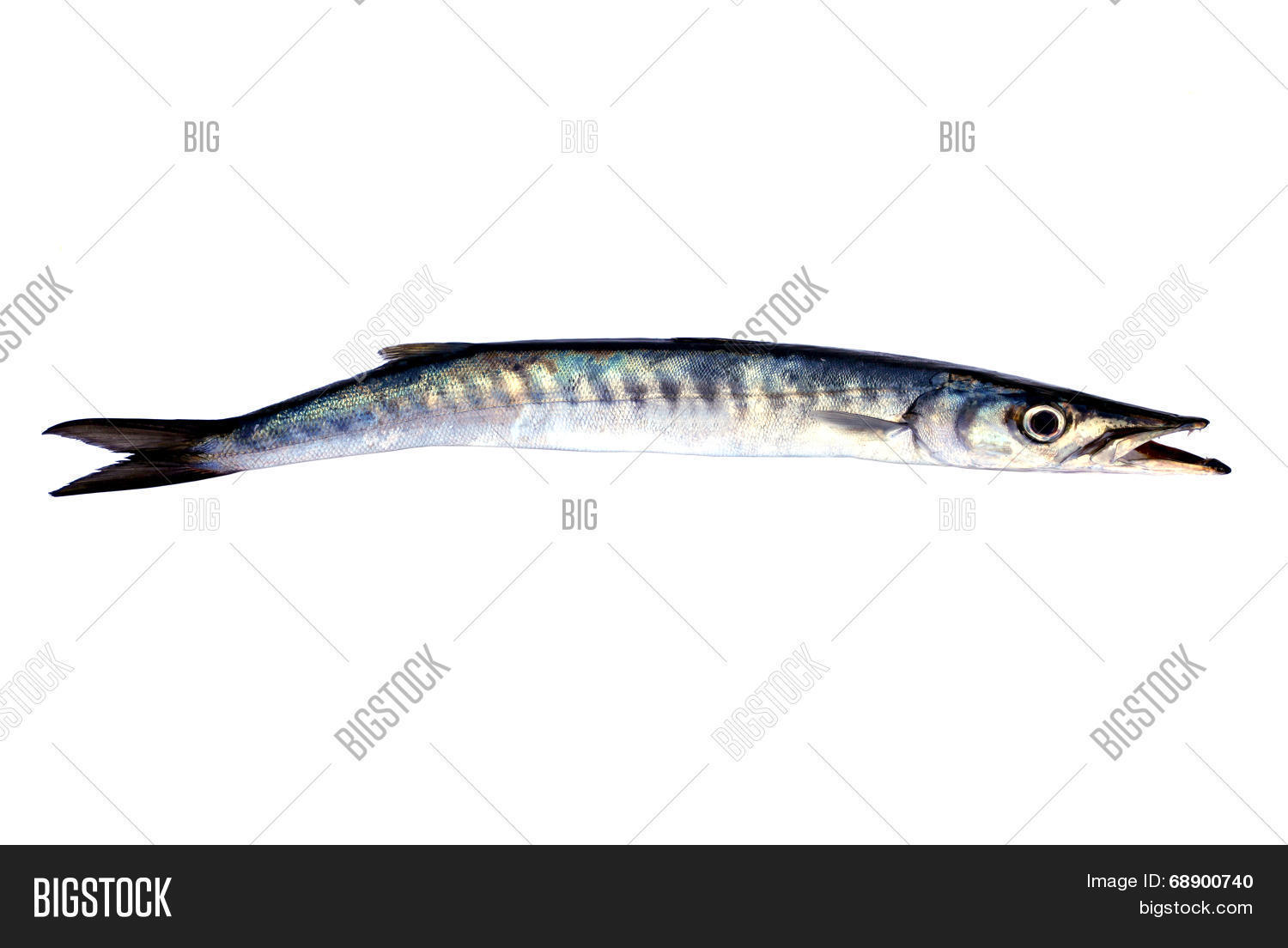 Snoek Fish Image & Photo (Free Trial) | Bigstock